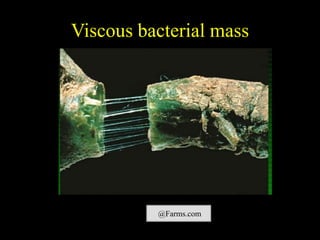 Cucurbits Bacterial Wilt | PPTX