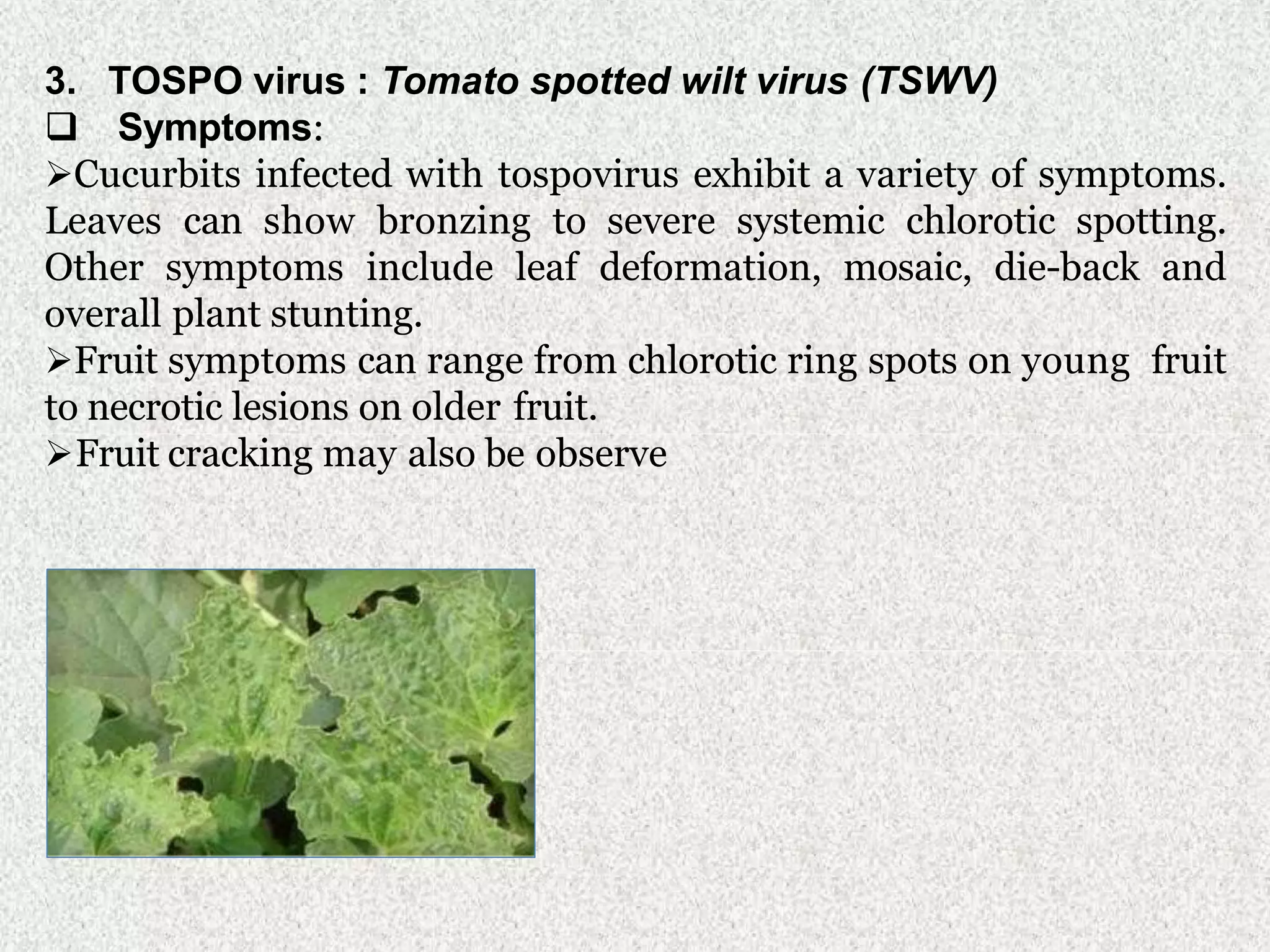 Diseases of Cucurbits | PPTX