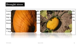 Cucurbits Physiological disorders. Cucurbitaceae | PPTX
