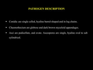 Cucurbits powdery mildew | PPTX