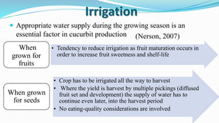 Cucurbits seed production | PPTX