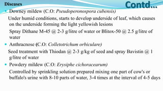 Cucurbits seed production | PPTX