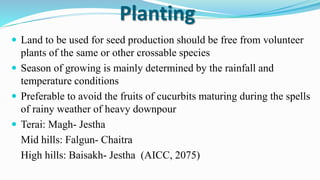 Cucurbits seed production | PPTX