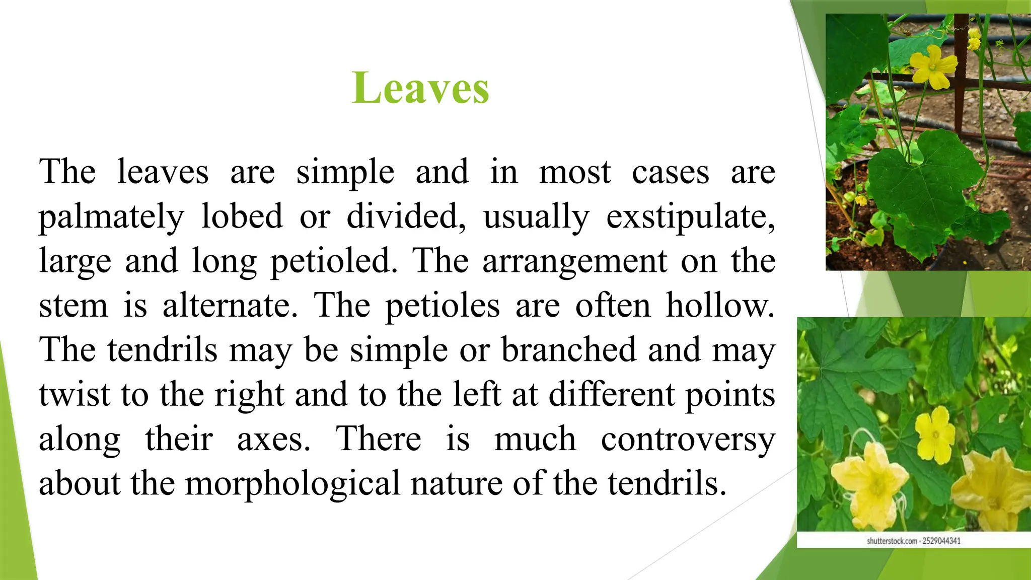 Family Cucurbutaceae.pptx (plants systematics) | PPTX