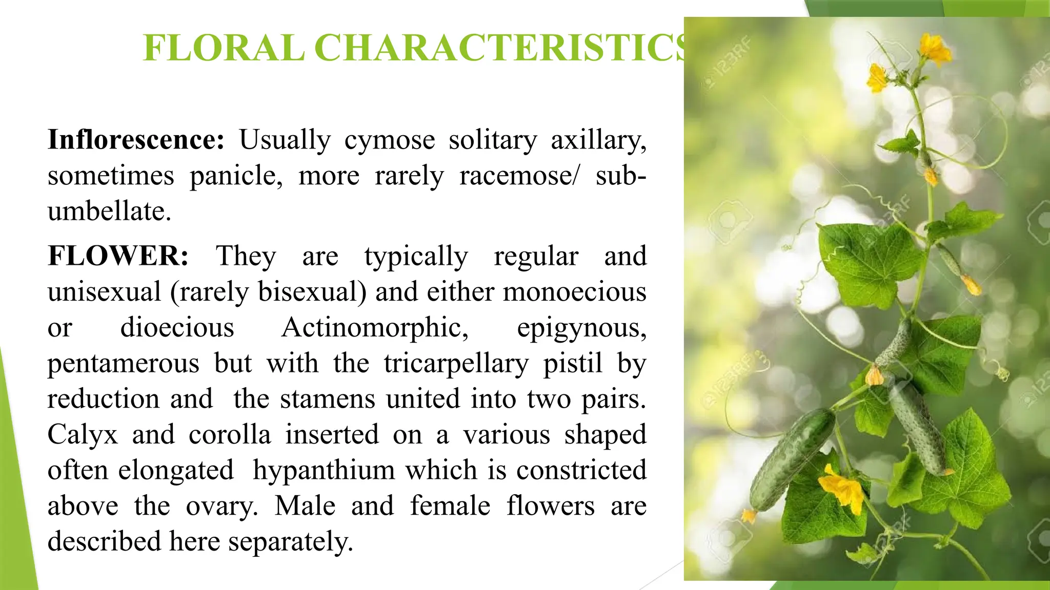 Family Cucurbutaceae.pptx (plants systematics) | PPTX