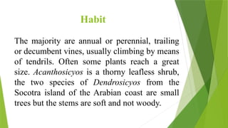 Family Cucurbutaceae.pptx (plants systematics) | PPTX