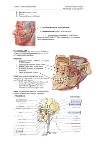 Cuello | PDF