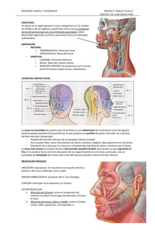 Cuello | PDF