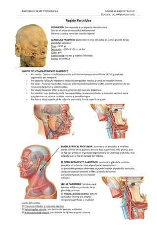 Cuello | PDF