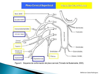 Cuello - Componentes Nerviosos | PPTX