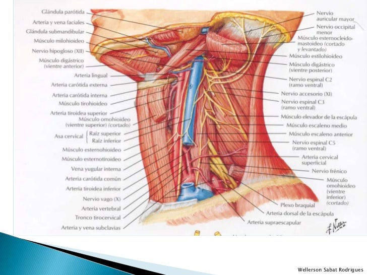 Cuello Componentes Nerviosos