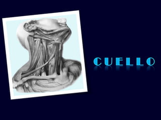 calatayud1497222 : Anatomía del cuello