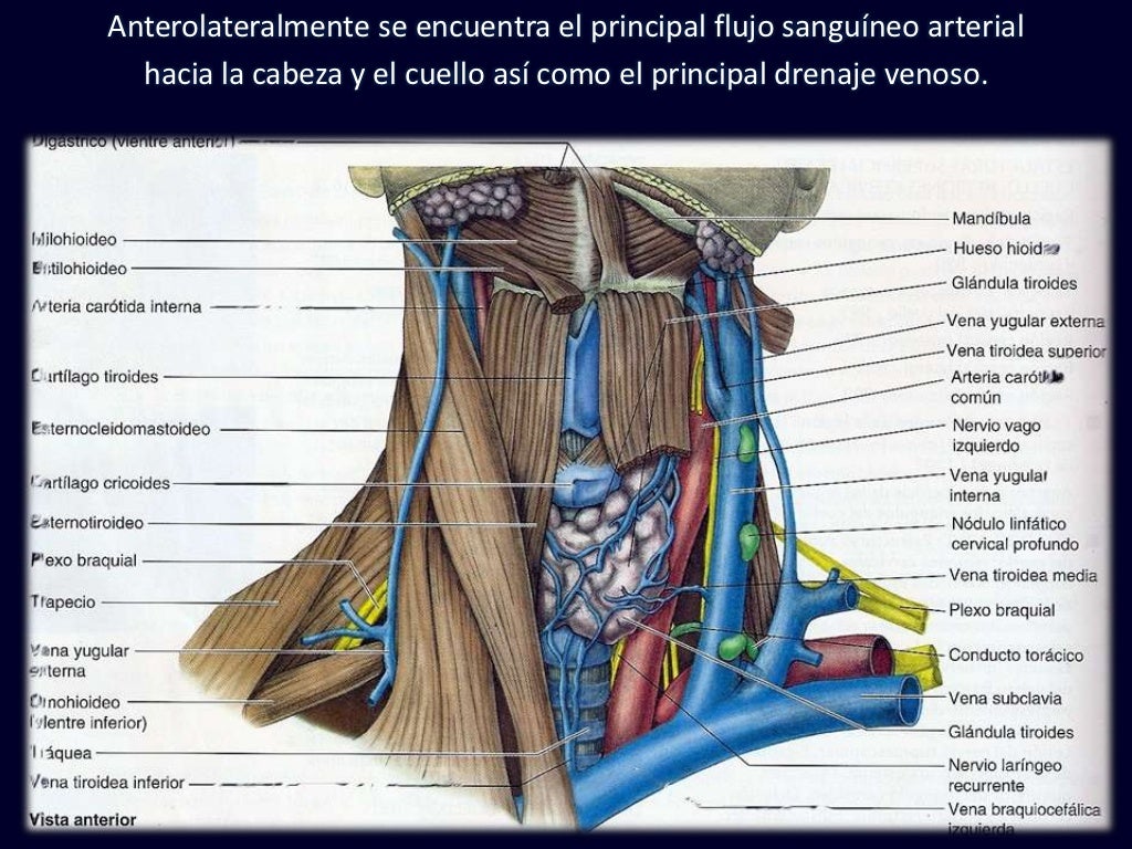 Anatomía del cuello