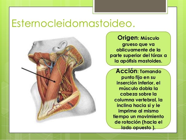 Anatomia y morfologia del cuello