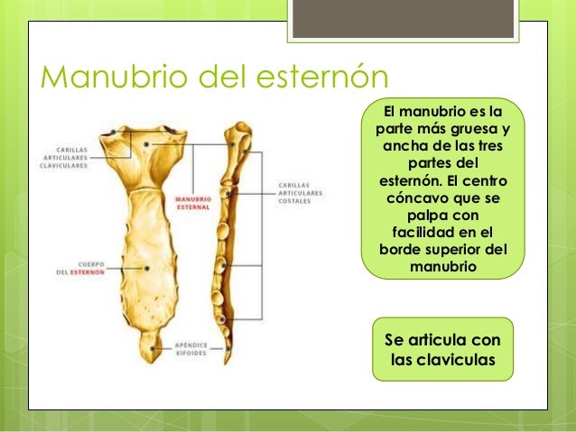Anatomia y morfologia del cuello