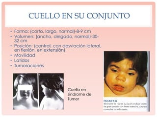 Exploracion fisica del cuello | PPTX