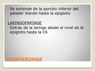Cuello | PPTX