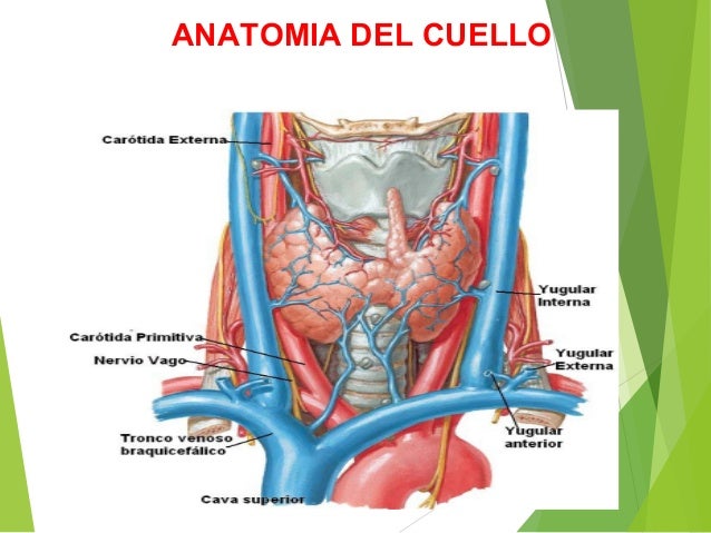 Cuello