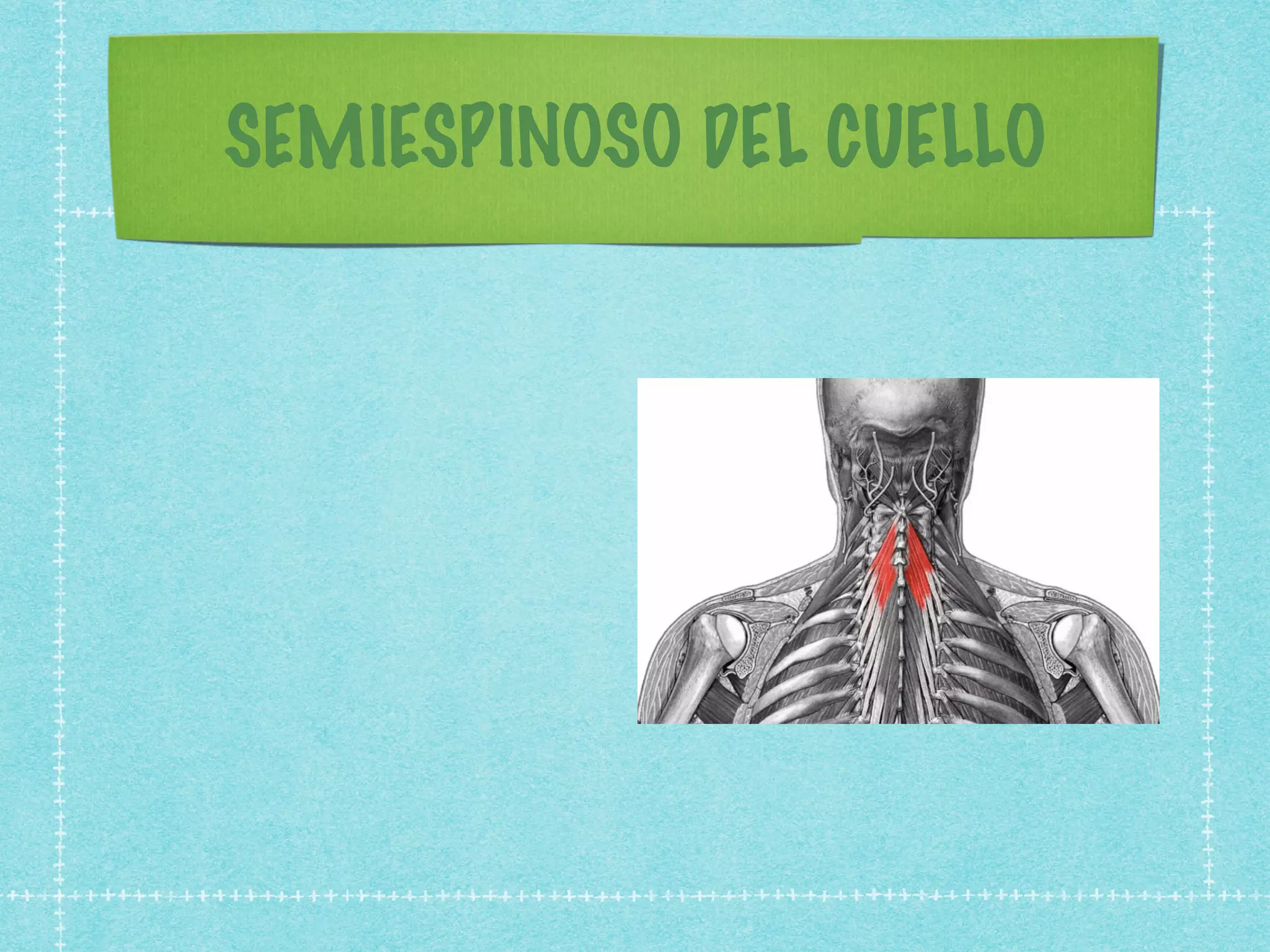 Anatomía de Cuello | PDF
