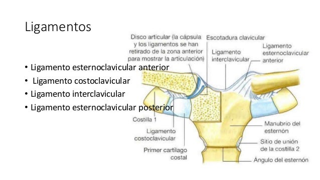Cuello