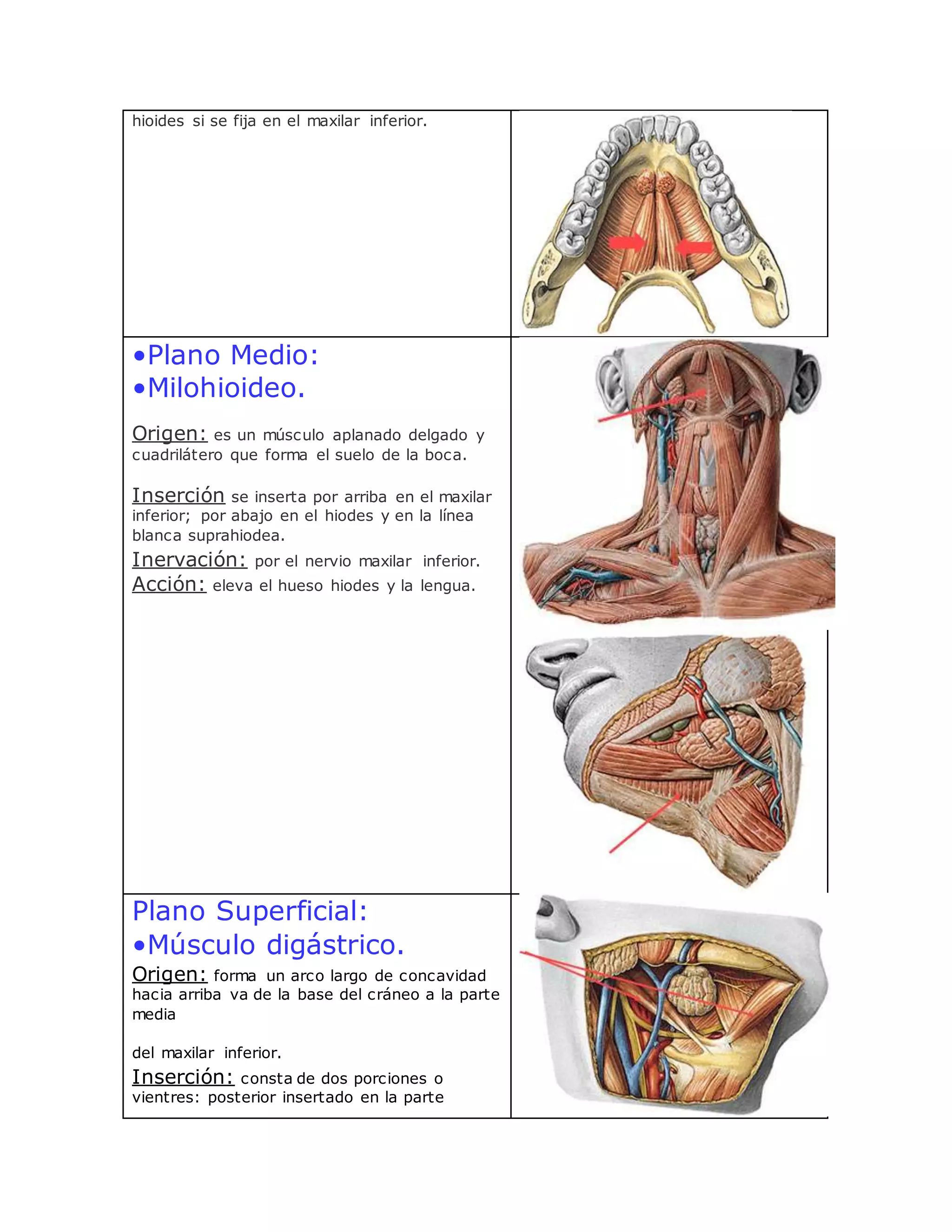musculos de cuello | DOCX