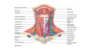 Cuello Anatomía | PDF