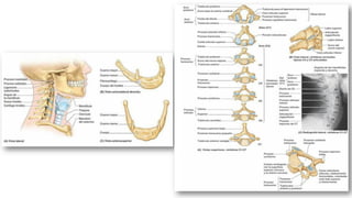 Cuello Anatomía | PDF