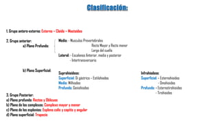 Cuello Anatomía | PDF