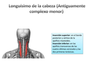 Cuello, triángulos del cuello, plexos cervical | PPTX