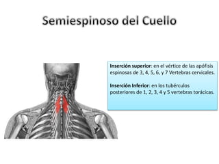 Cuello, triángulos del cuello, plexos cervical | PPTX