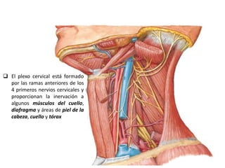 Cuello, triángulos del cuello, plexos cervical | PPTX