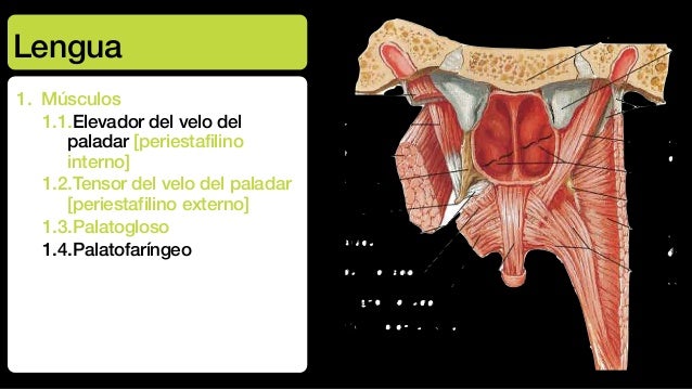 3er Encuentro - Cuello
