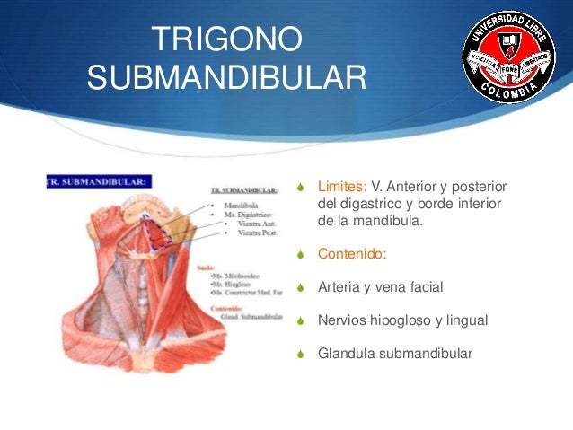 Cuello I - Región Cervical