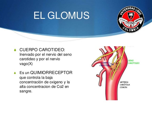 Cuello I - Región Cervical