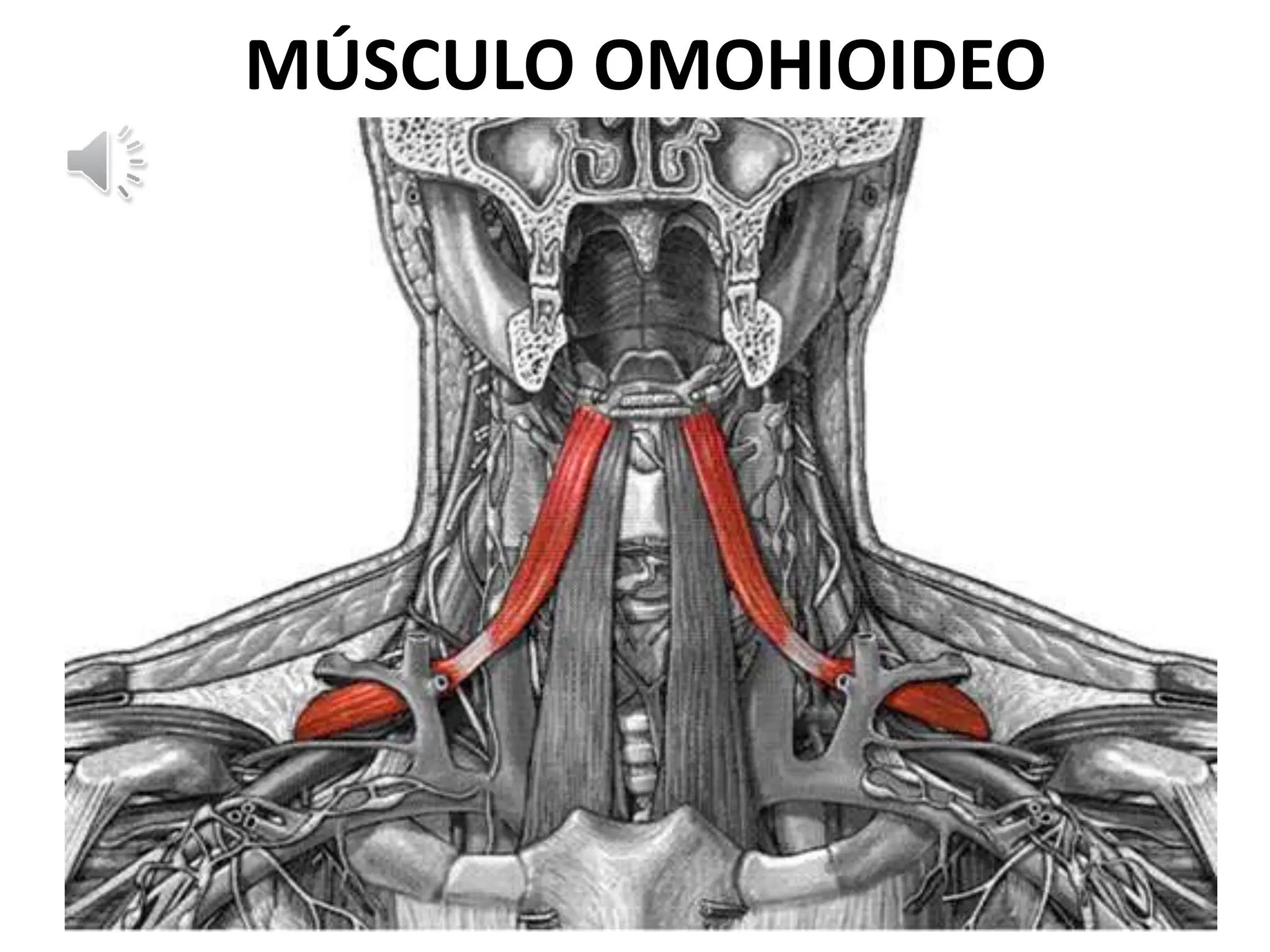 Cuello 1 - PPTX.pptx cuello anatomia unidad de musculos | PPT