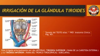 Cuello II Glandulas | PPTX
