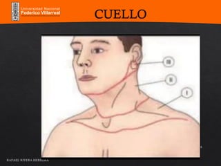 cuello, anatomia descriptiva de la region del cuello | PDF