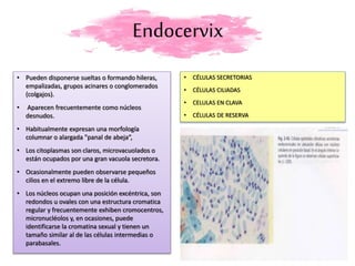 Cuello UTERINO normal | PPTX