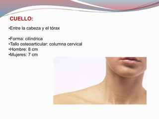Cuello (OTORRINOLARINGOLOGIA) | PPTX
