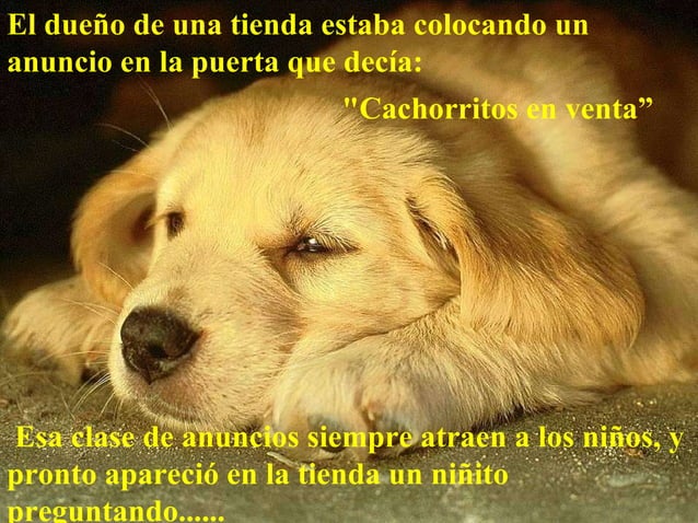 Cuento del perrito | PPS | Pets