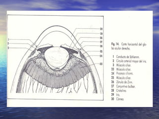 Cuerpo ciliar e iris | PPT