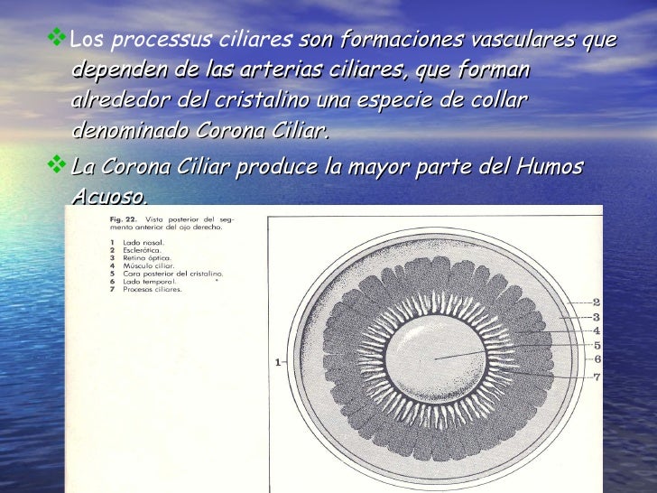 Cuerpo ciliar e iris