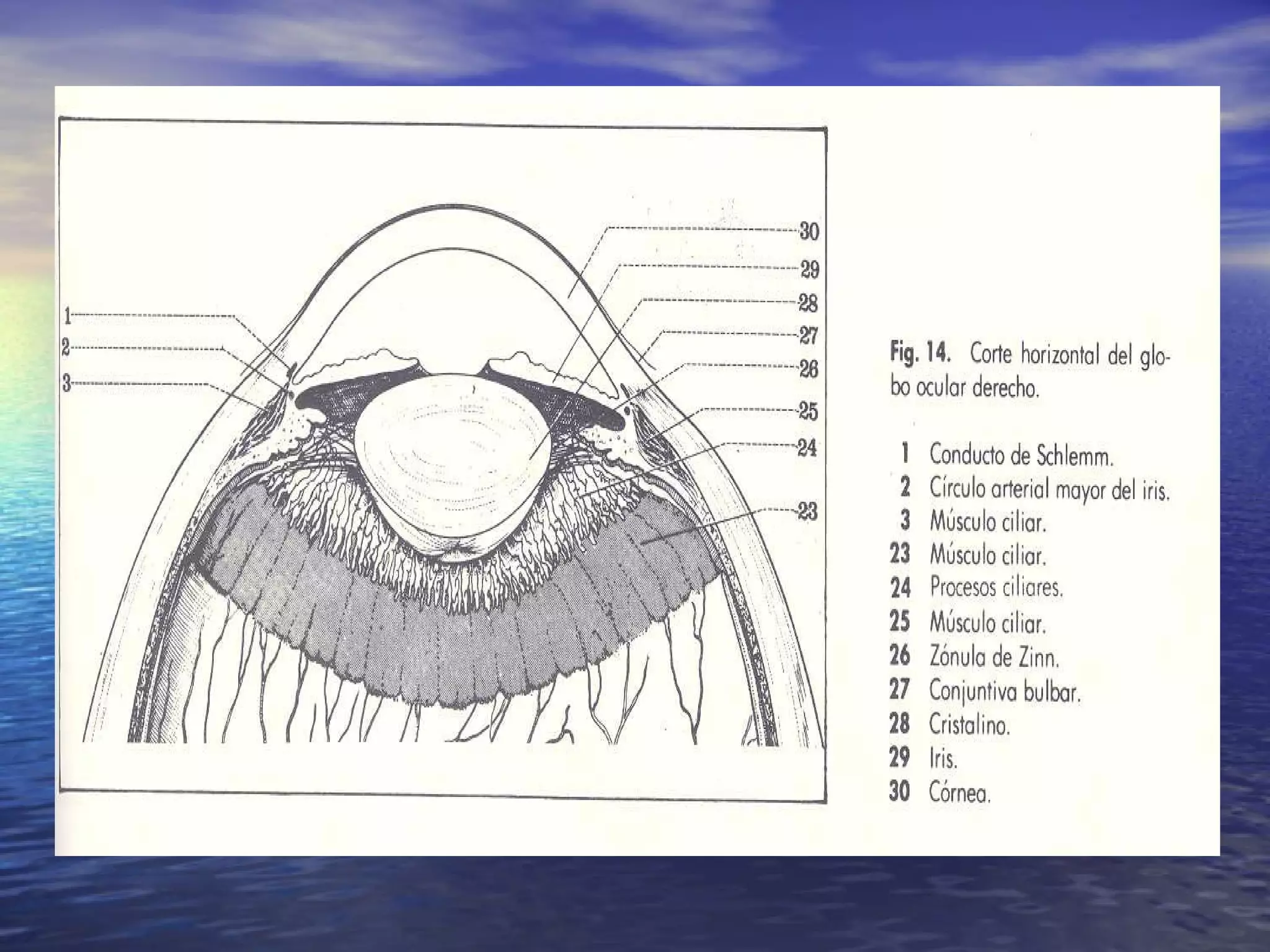 Cuerpo ciliar e iris | PPT