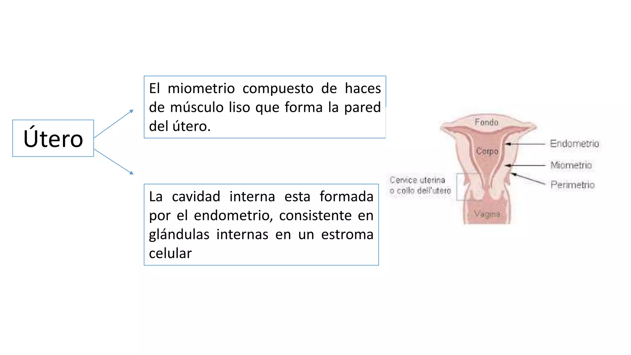 Anatomía patológica del cuerpo del útero; endometrio y miometrio | PPTX