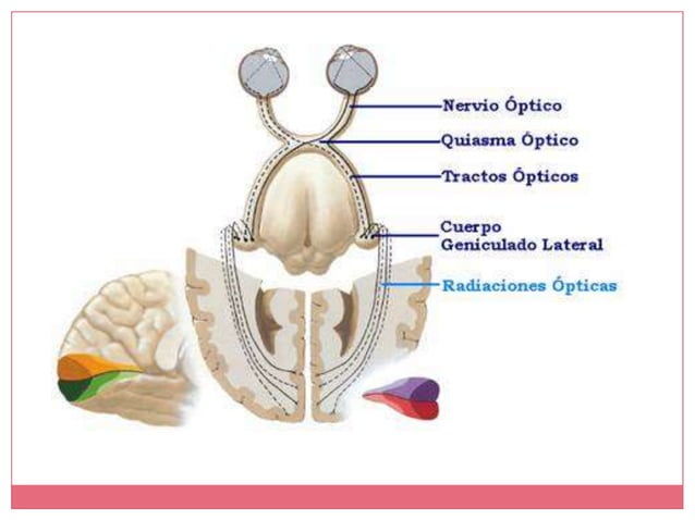 Cuerpo geniculado lateral | PPT