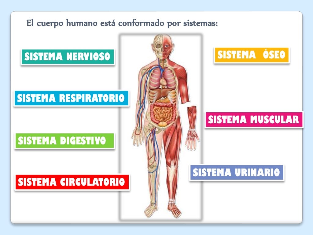 Sistemas Del Cuerpo Humano Y Sus Funciones