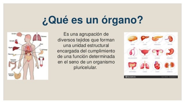 Organos del Cuerpo humano