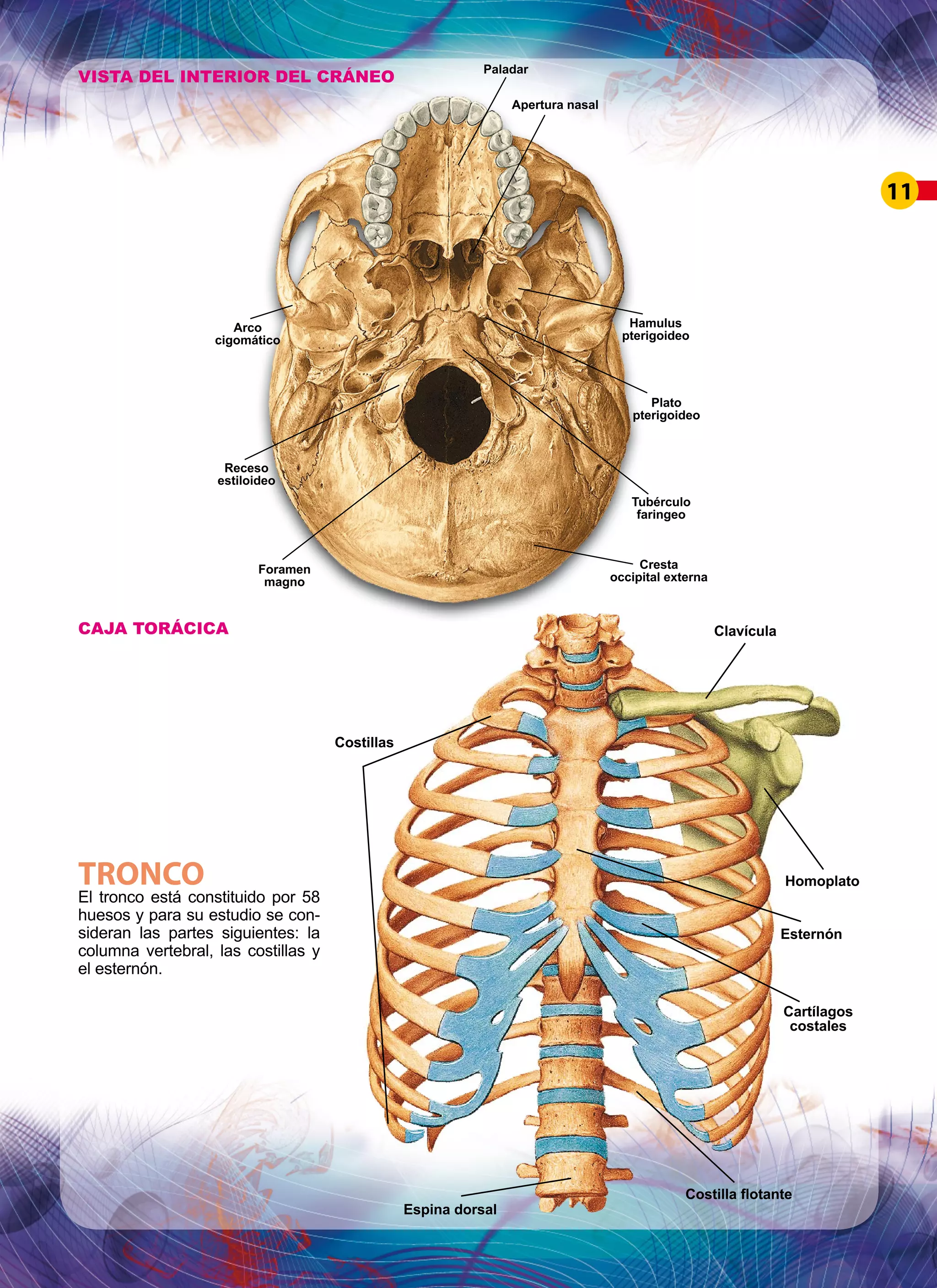 Cuerpo humano atlas visual | PDF