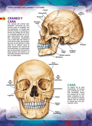Cuerpo humano atlas visual | PDF