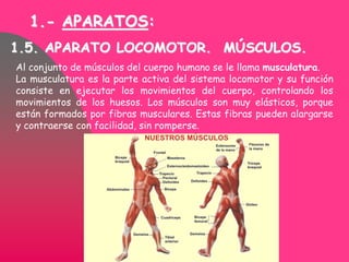 Cuerpo humano y salud. unidad 2. 2019 2020 | PPT